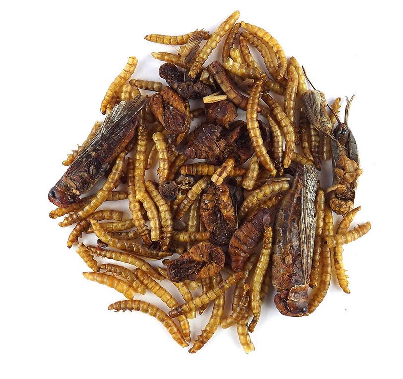Igel-Fit - Protein-Snack aus getrockneten Insekten – Waldkobolde.shop